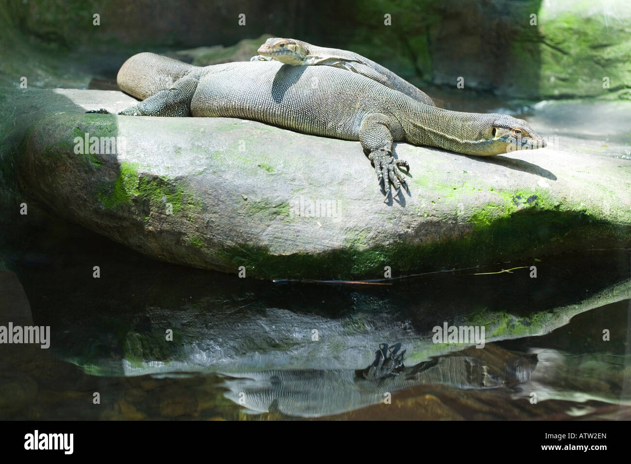 Australian Mertens Water Monitor Varanus Mertensi Stock Photo - Alamy