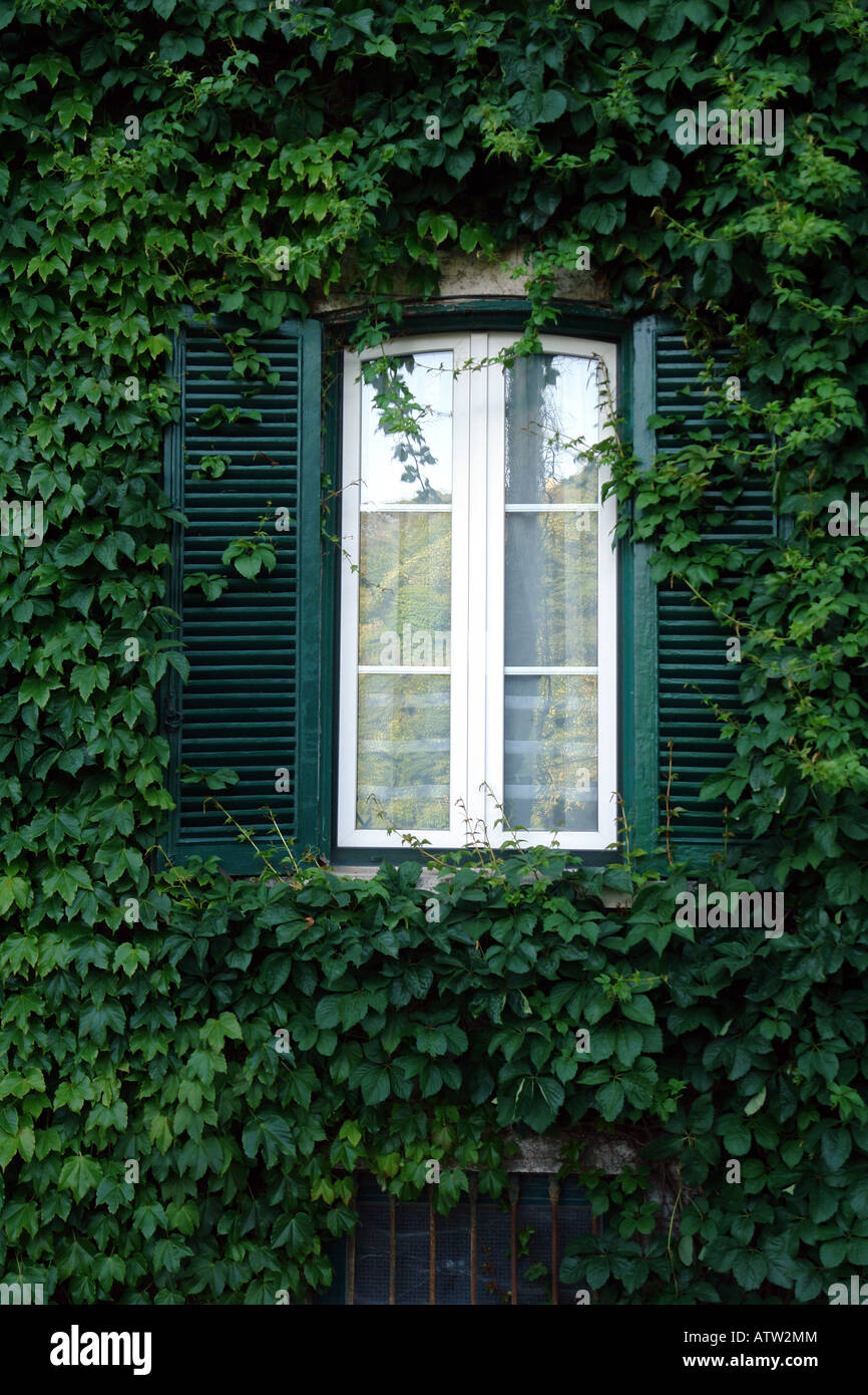 Ivy growing around house window, close-up Stock Photo - Alamy