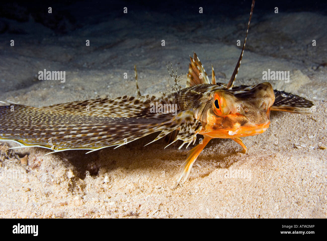 The oriental flying gurnard, Dactylopterus orientalis, is remarkable ...