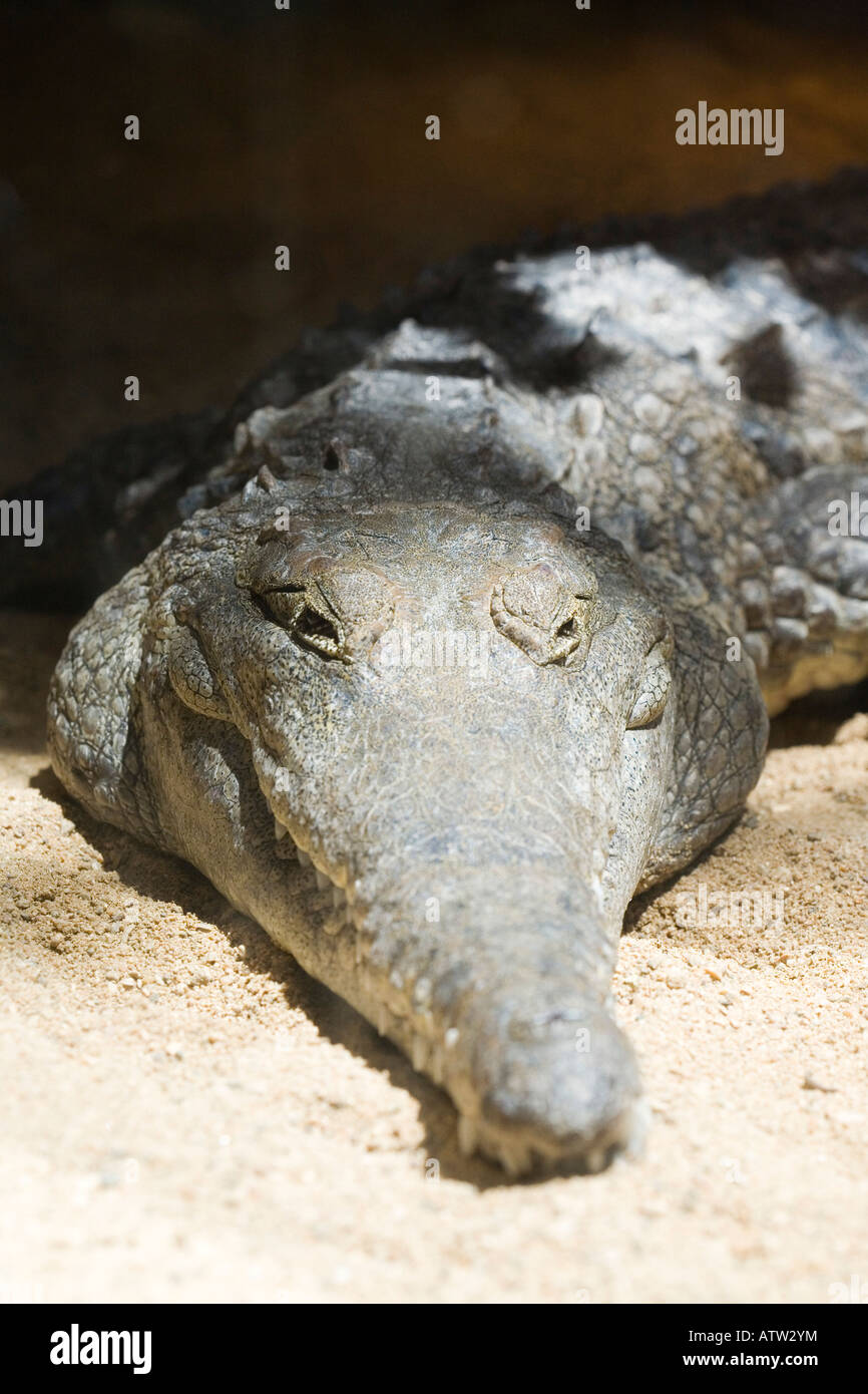 Australian fresh water crocodile Stock Photo - Alamy