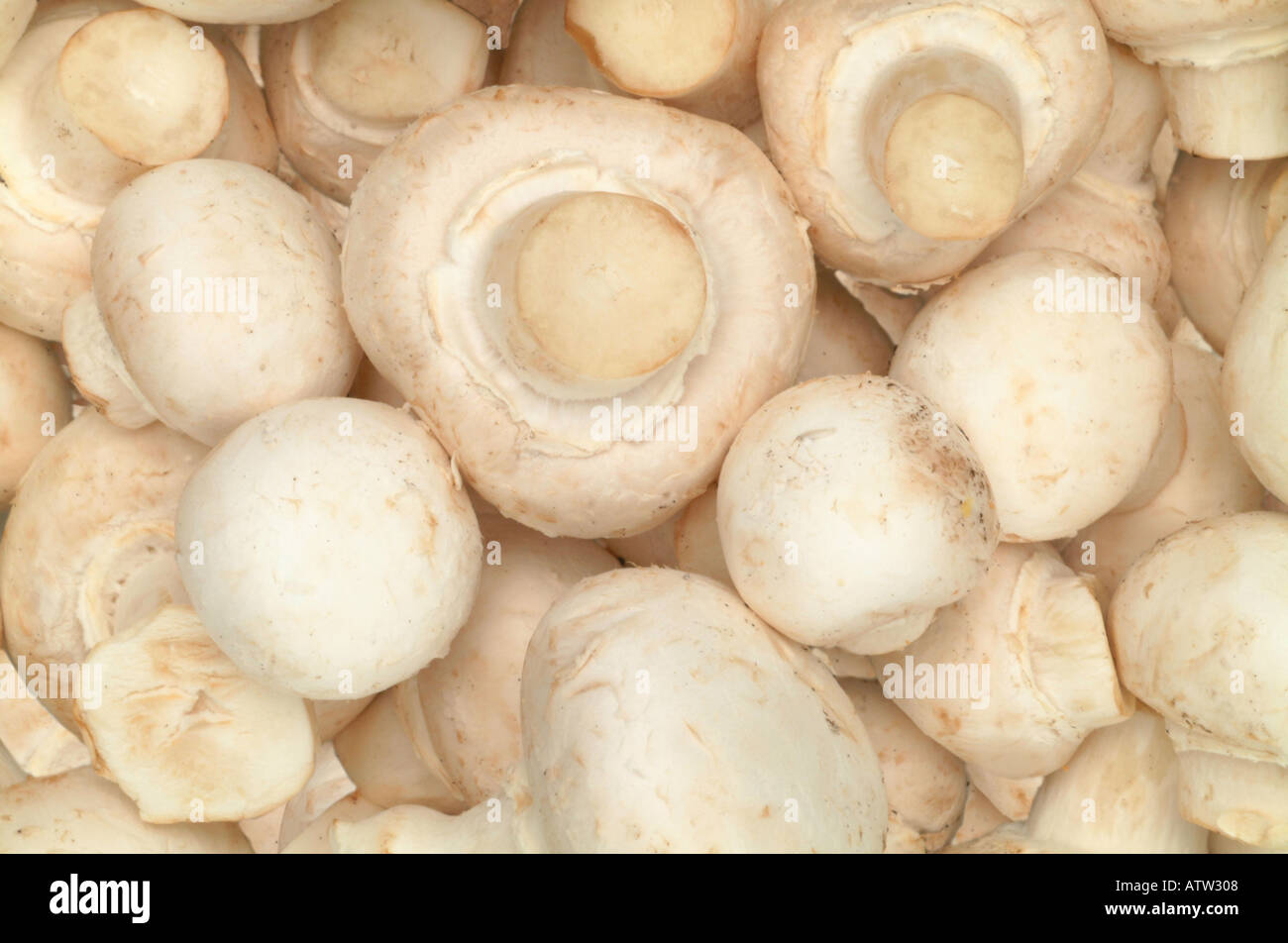 fresh button mushroom fungi Stock Photo - Alamy