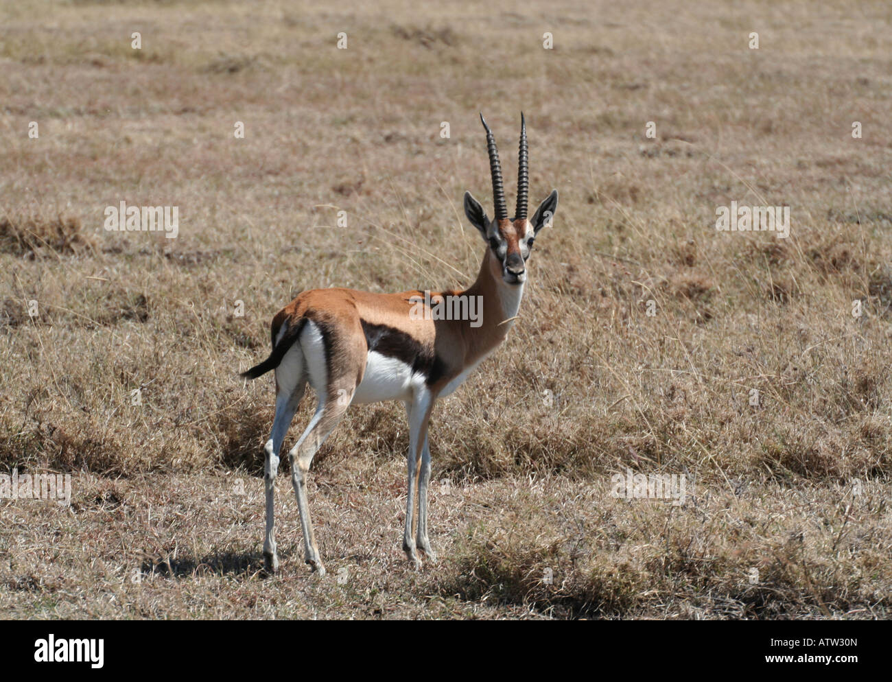 Male Thomson's Gazelle, Masai Mara National Park, Kenya, East Africa ...