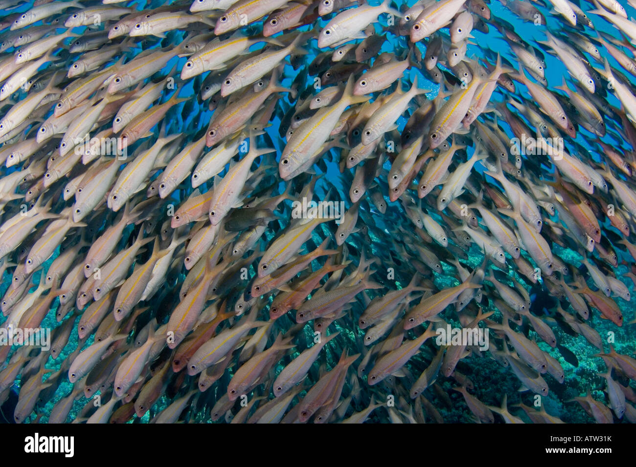 Yellowfin goatfish, Mulloidichthys vanicolensis, Hawaii Stock Photo - Alamy