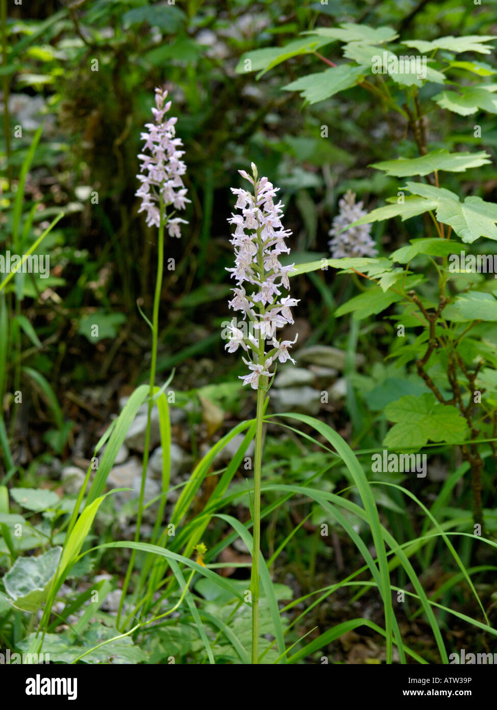 Marsh orchid (Dactylorhiza Stock Photo - Alamy