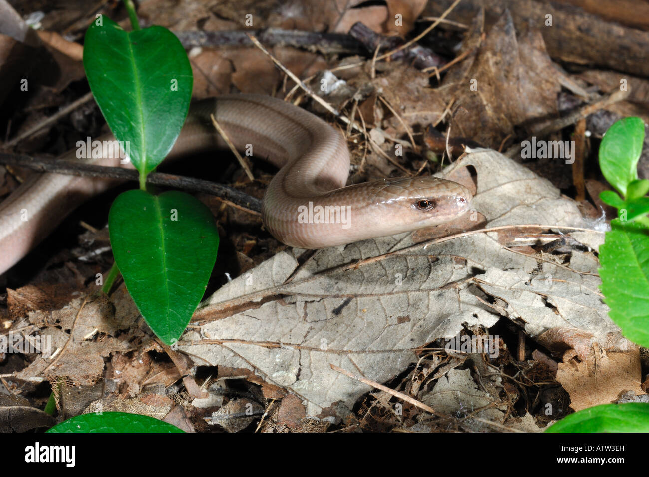 Anguis fragilis orbettino Blindschleiche slow worm anguidae reptile ...