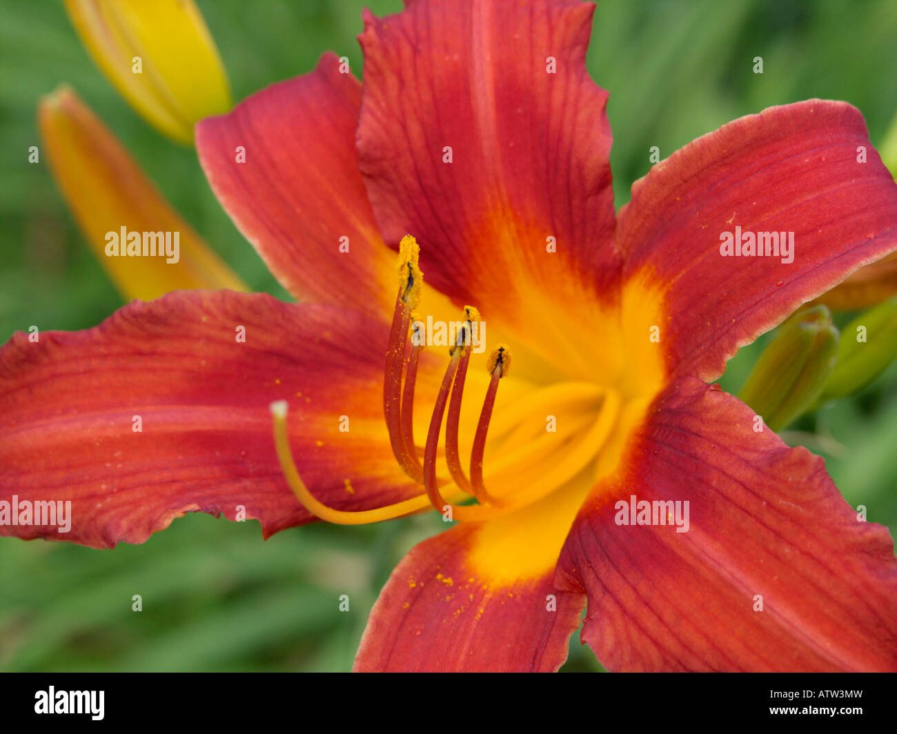 Rascal hi-res stock photography and images - Alamy