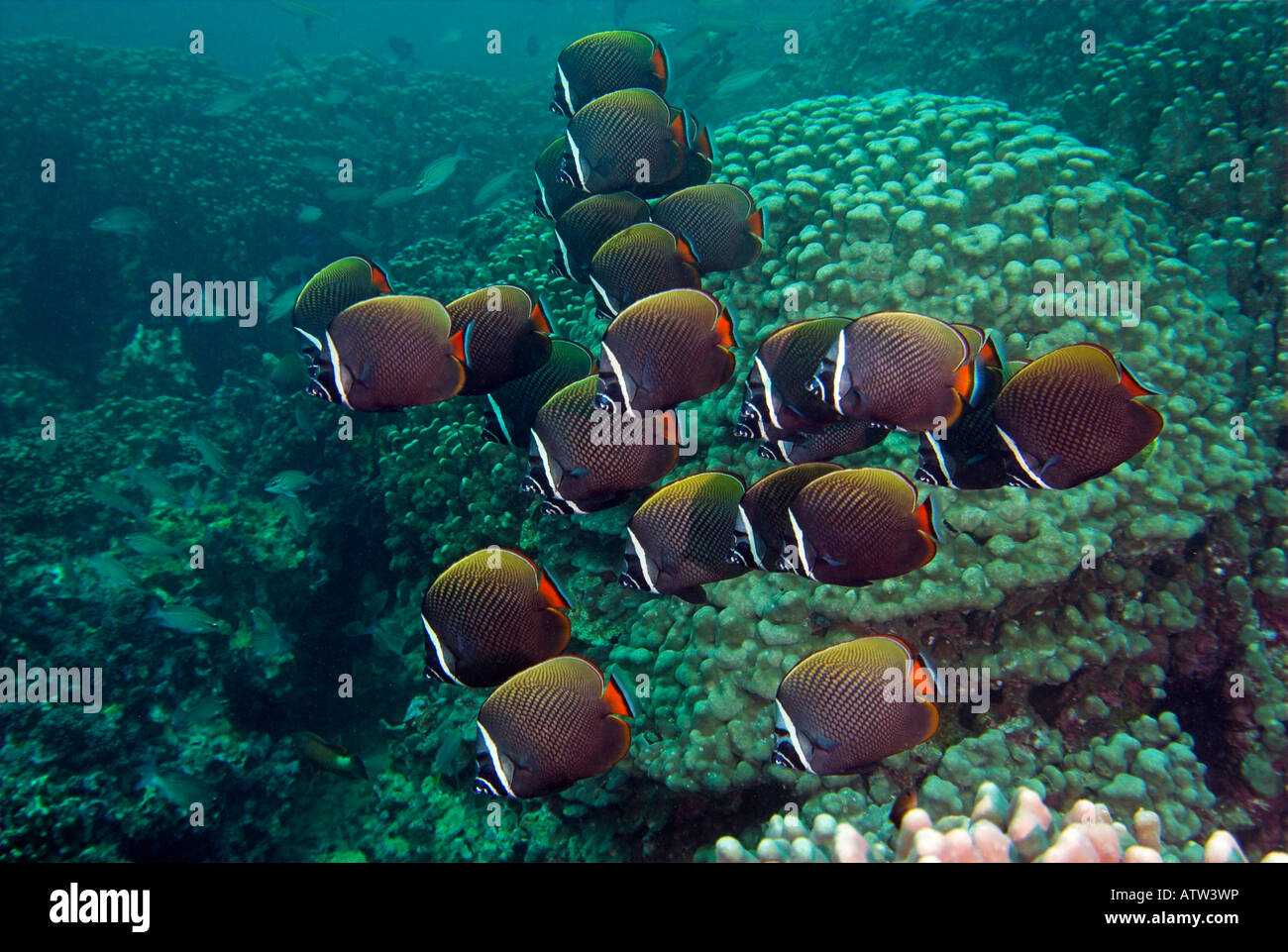 Red tailed or Pakistani butterflyfish Chaetodon collare on coral reef ...