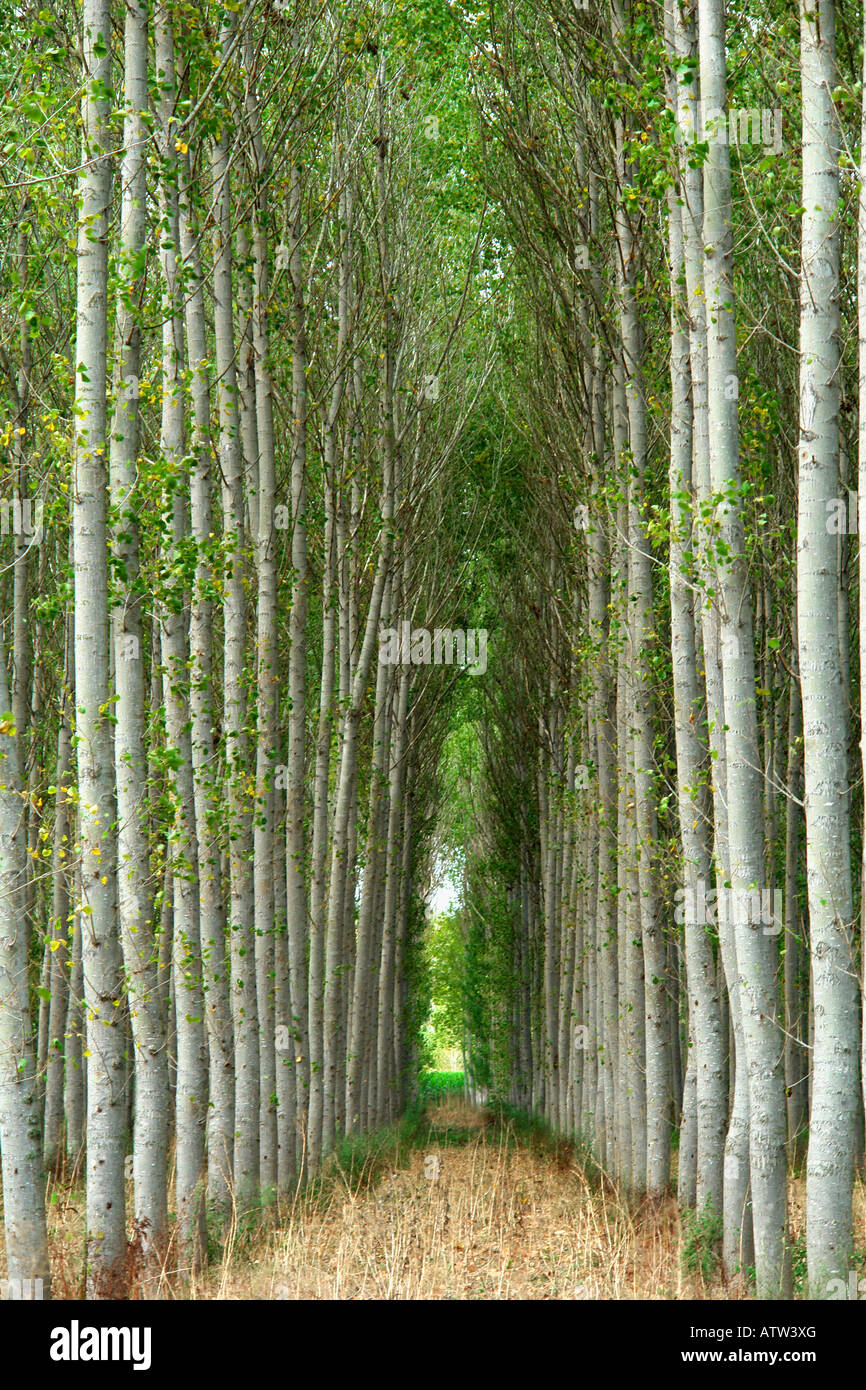 line of trees Stock Photo - Alamy