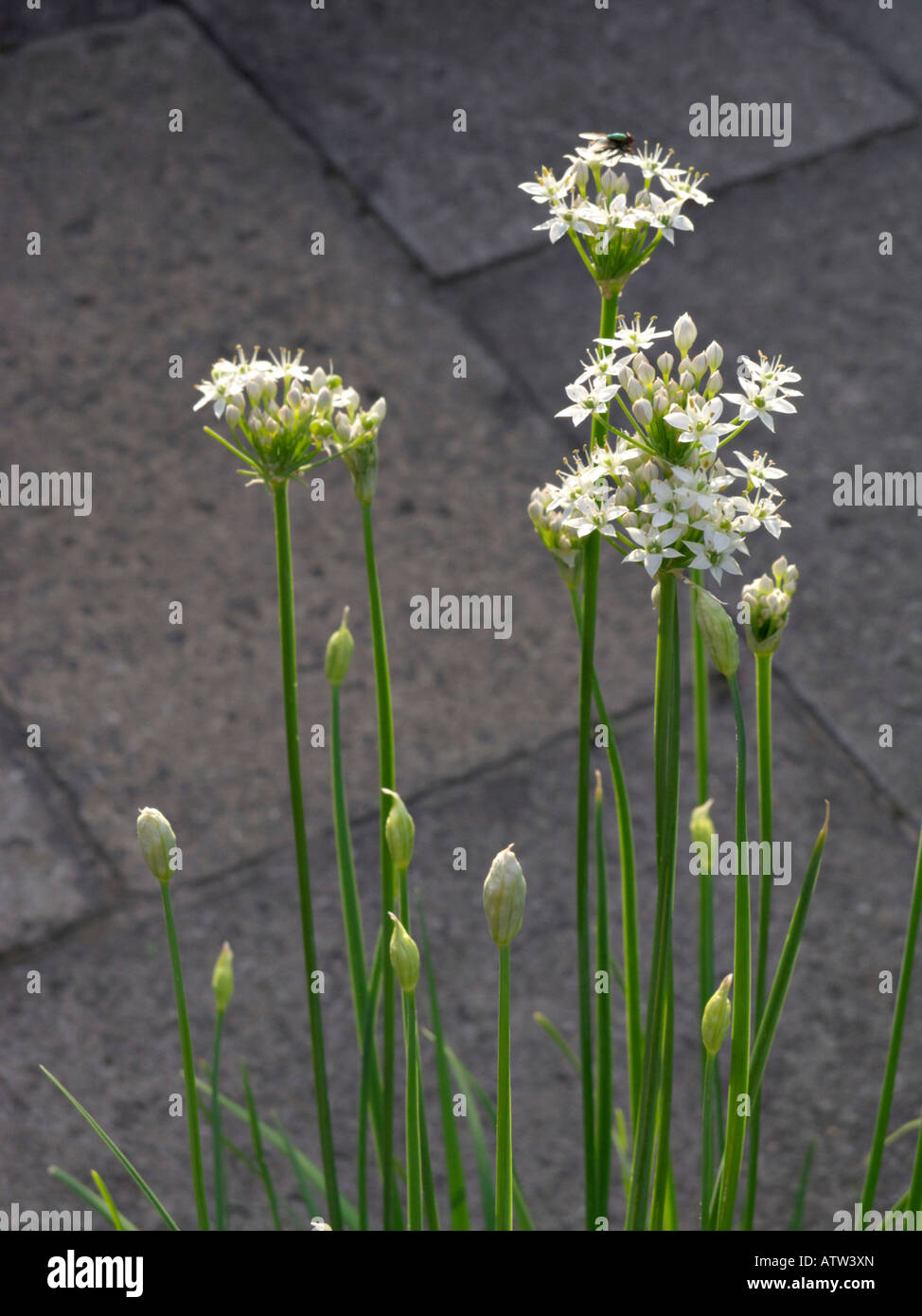 Allium sativum plant plants hi-res stock photography and images - Alamy