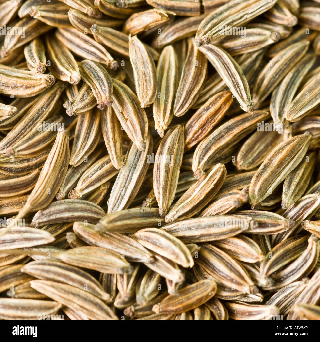 Carum carvi dry hi-res stock photography and images - Alamy