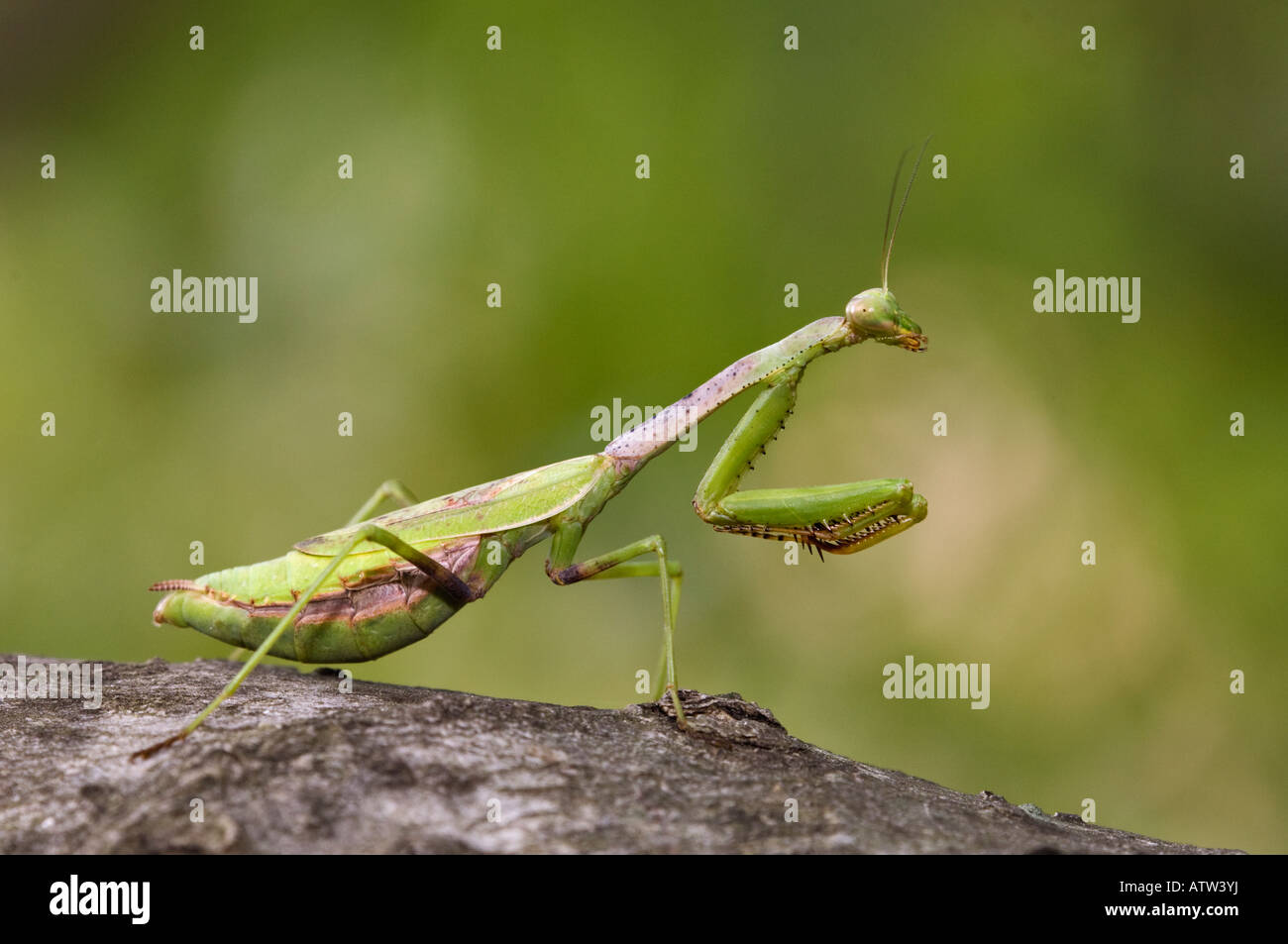 Preying carnivore hi-res stock photography and images - Alamy