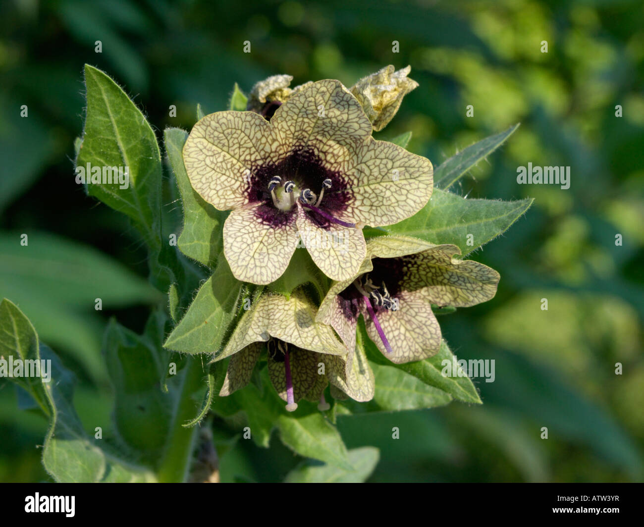 Black henbane hyoscyamus niger hi-res stock photography and images - Alamy
