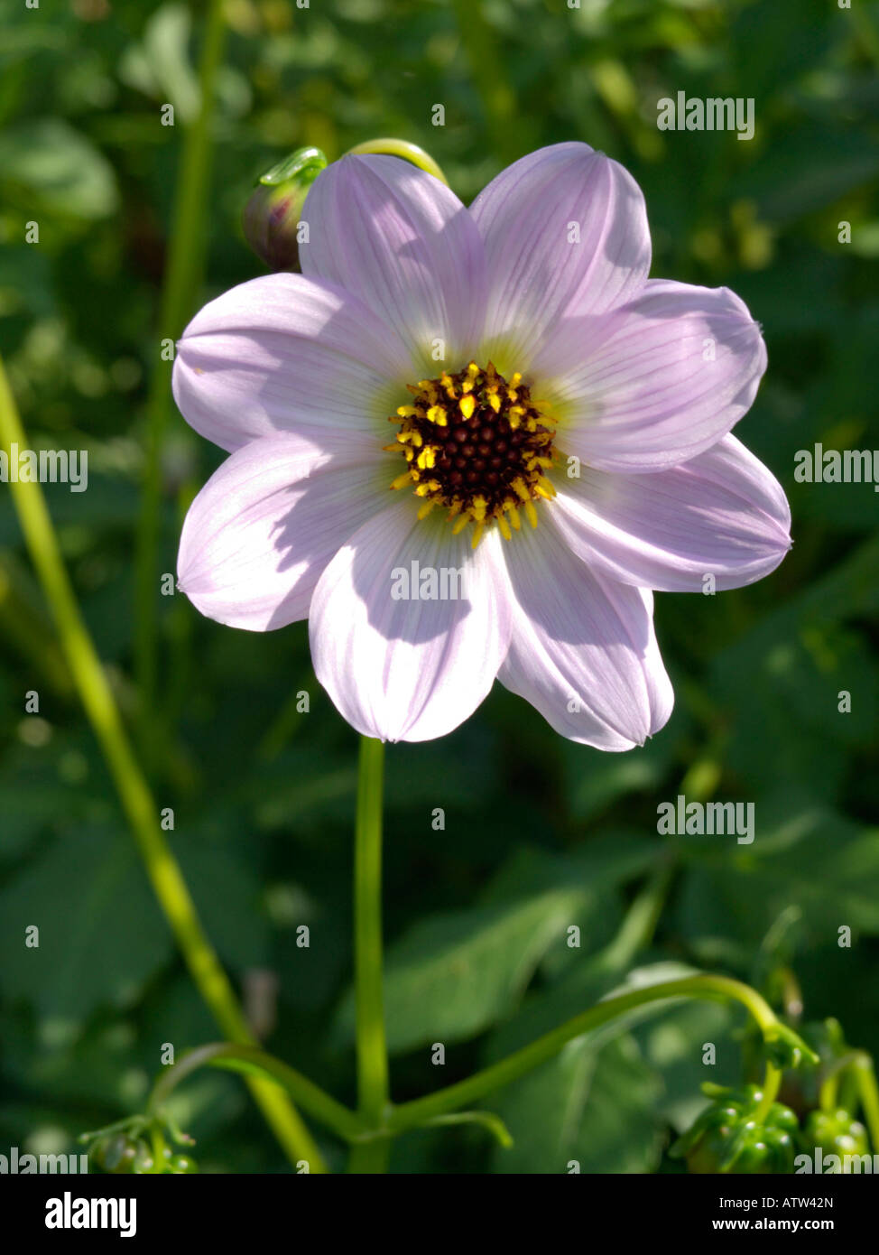 Merckii dahlia hi-res stock photography and images - Alamy