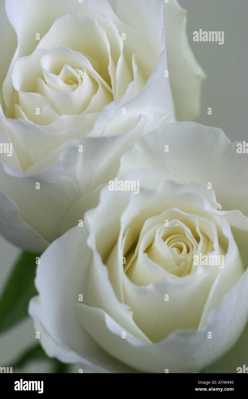 Two rose buds hi-res stock photography and images - Alamy