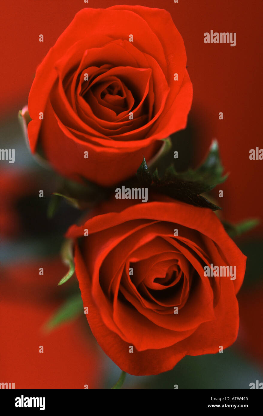 Two red rose buds Stock Photo - Alamy