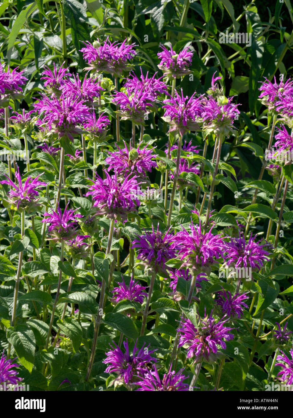 Scarlet bee balm (Monarda didyma 'Petite Delight' Stock Photo - Alamy