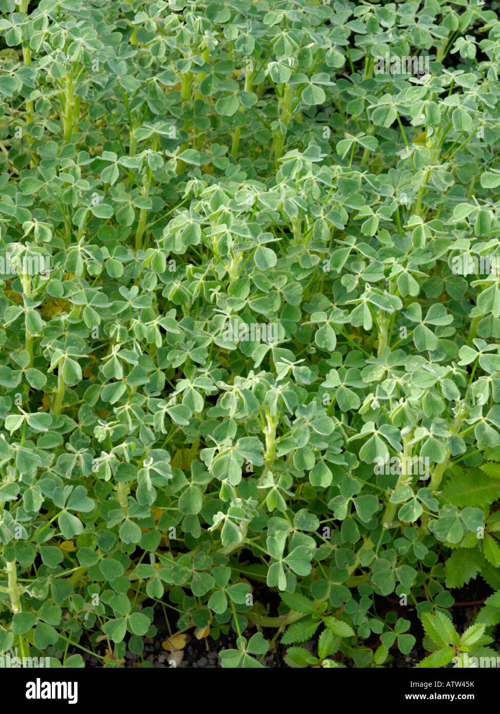 Sorrel (Oxalis tuberosa Stock Photo - Alamy