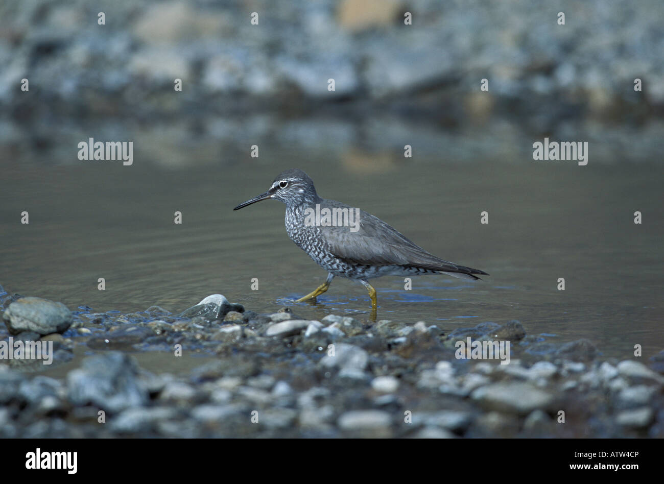 Tattler hi-res stock photography and images - Alamy