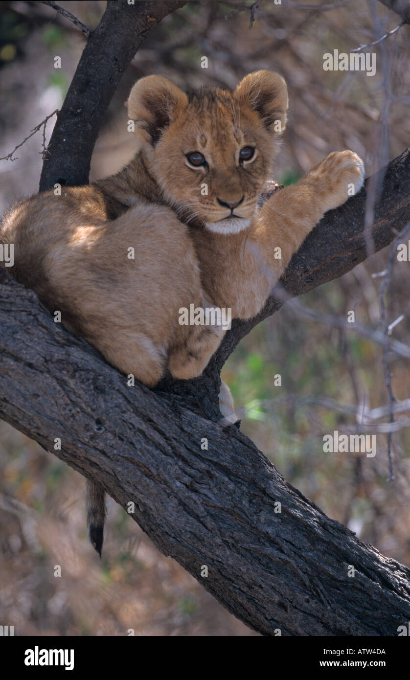 Lion Cub Panthera leo Climbing Tree Stock Photo - Alamy