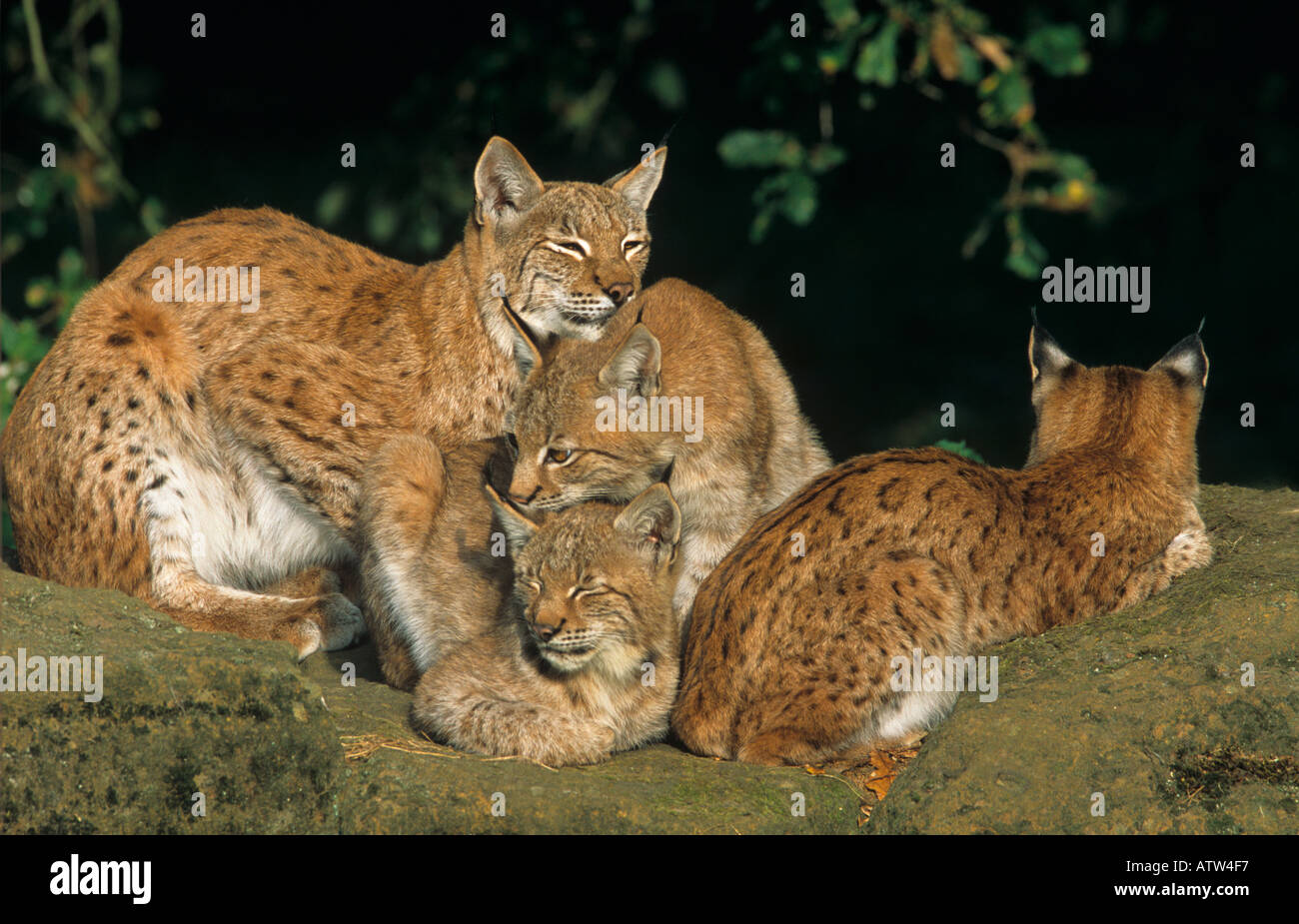 Lynx lynx group family hi-res stock photography and images - Alamy