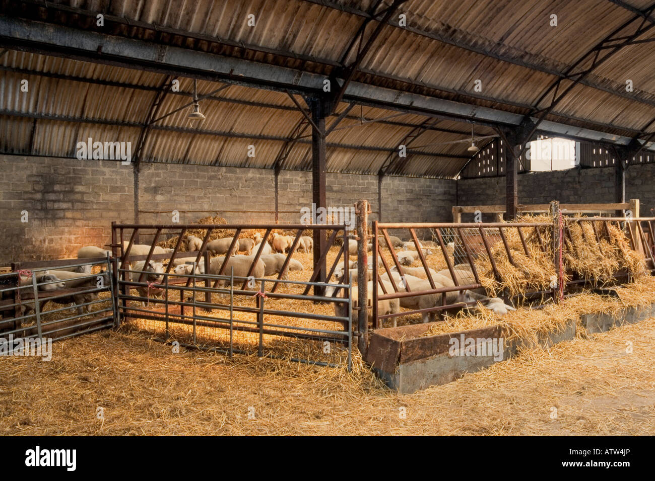 Sheep penned inside an agricultural building Stock Photo - Alamy