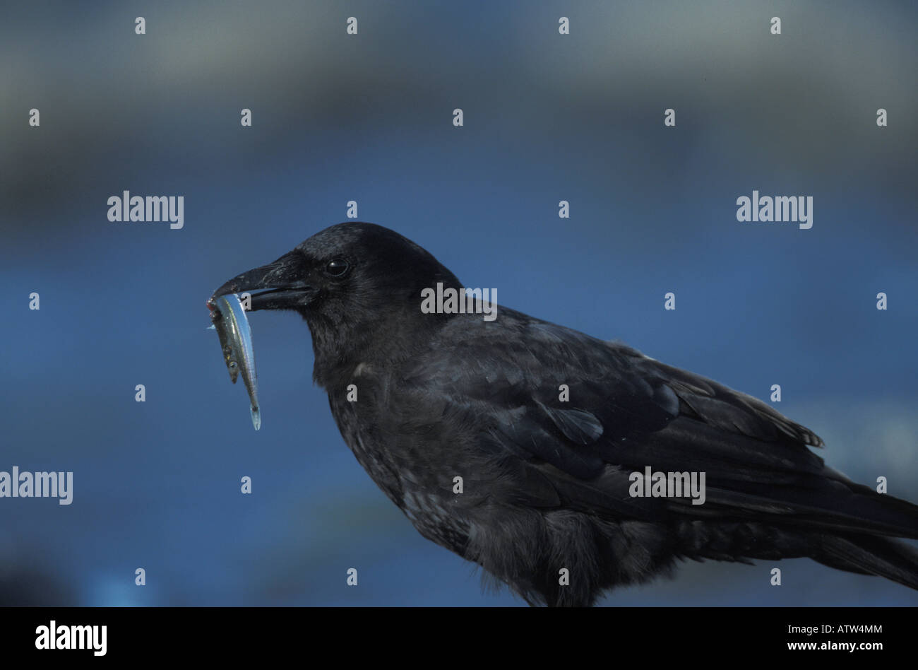 Northwestern Crow, Corvus caurinus, eating sand lance, Ammodytes sp ...