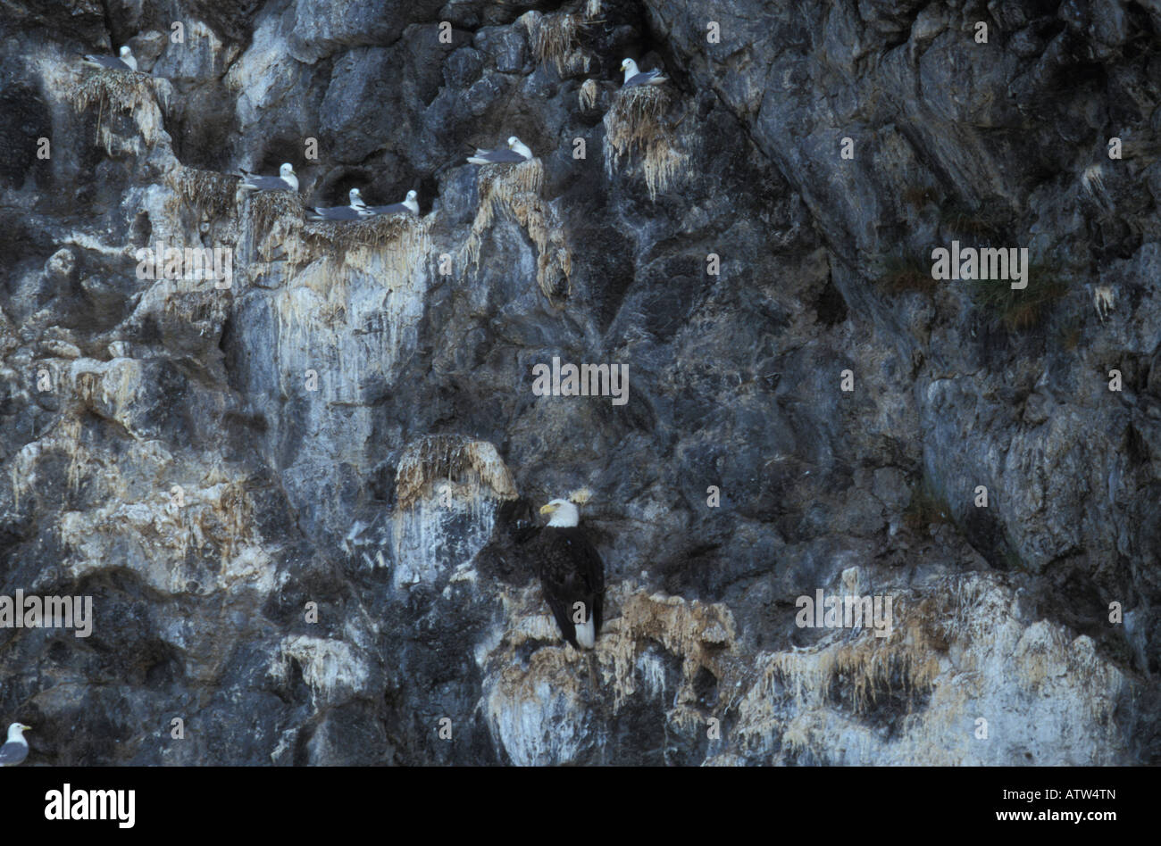 Seabird Nesting Colony of Black-legged Kittiwakes with Bald Eagle ...
