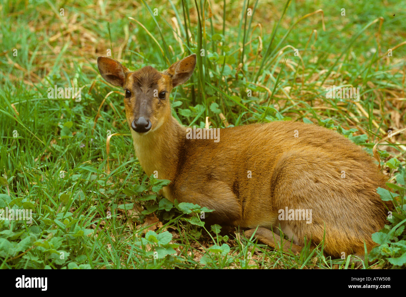 female Muntjac Muntiacus reevesi Bedfordshire UK Stock Photo - Alamy