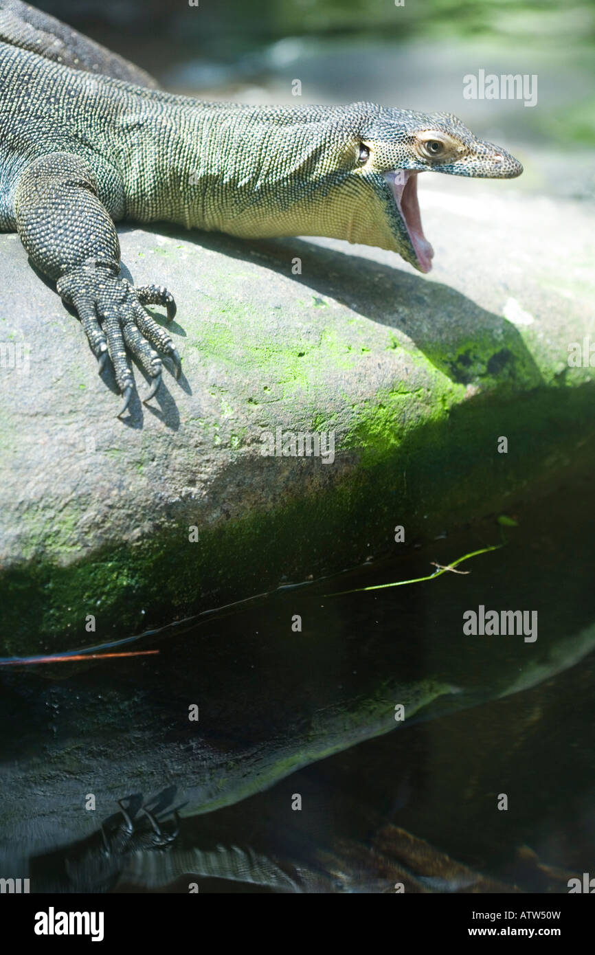 Australian Mertens Water Monitor Varanus Mertensi Stock Photo - Alamy