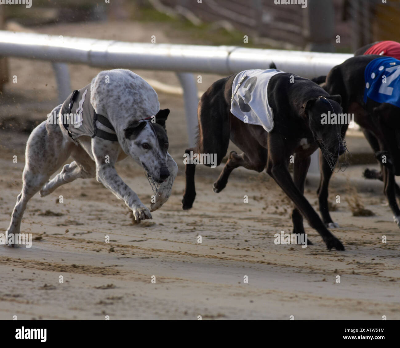 Greyhounds racing hi-res stock photography and images - Alamy