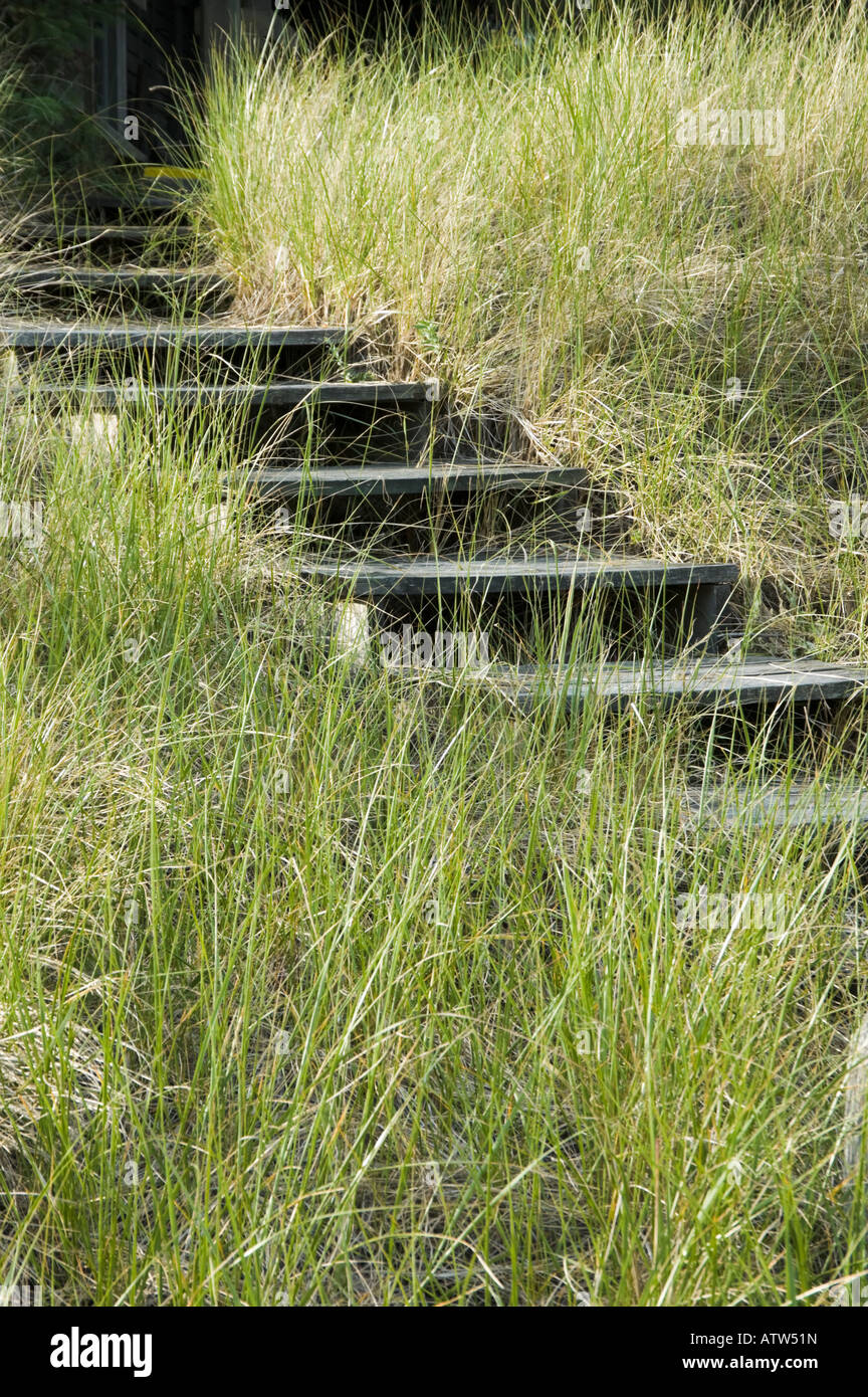 Steps in high overgrown grass, a wooden outdoor staircase in an unkept ...