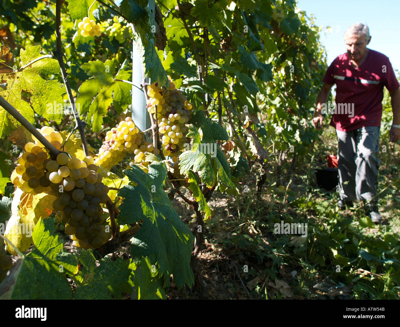French grape picker hi-res stock photography and images - Alamy