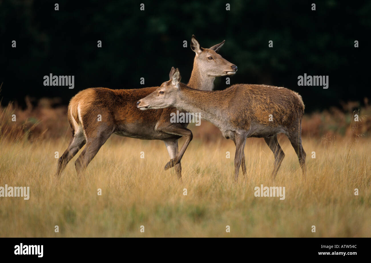 Red Deer Cervus elaphus in Richmond Park London UK Stock Photo - Alamy