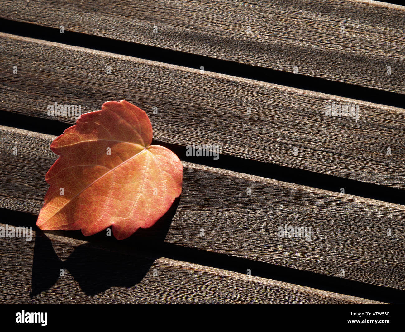 Yellow lef hi-res stock photography and images - Alamy