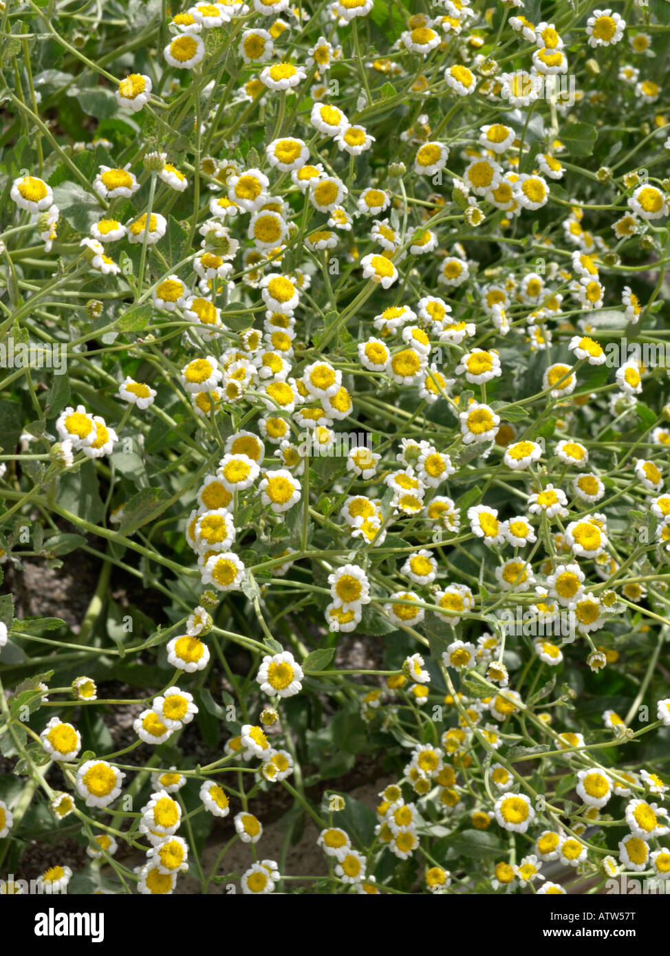 Plant species tanacetum balsamita hi-res stock photography and images ...