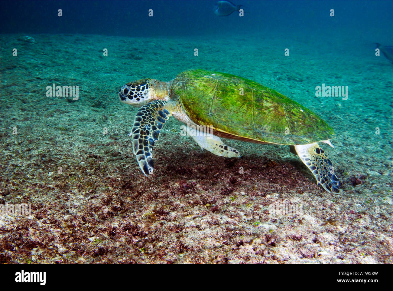 Green sea turtle Chelonia mydas swimming underwater Daymaniyat Islands ...