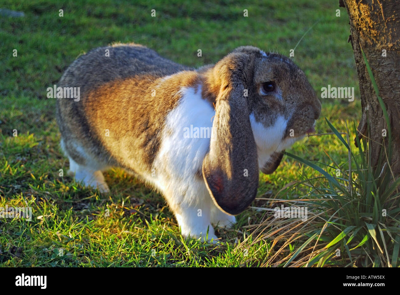 Cute rabbit with long ears Stock Photo - Alamy
