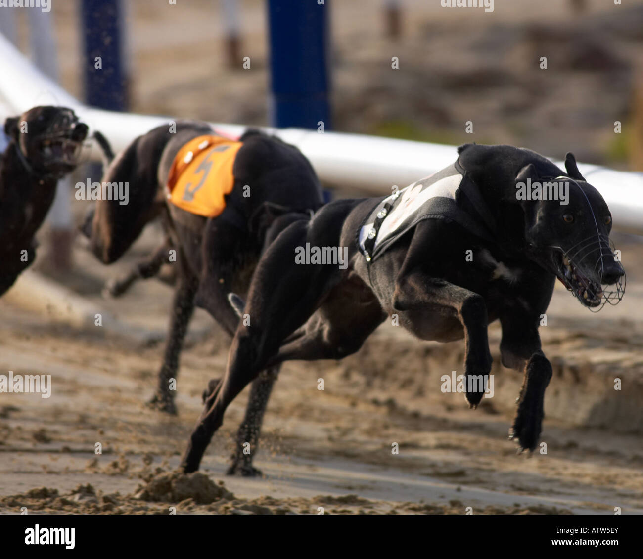 Greyhounds track hi-res stock photography and images - Alamy