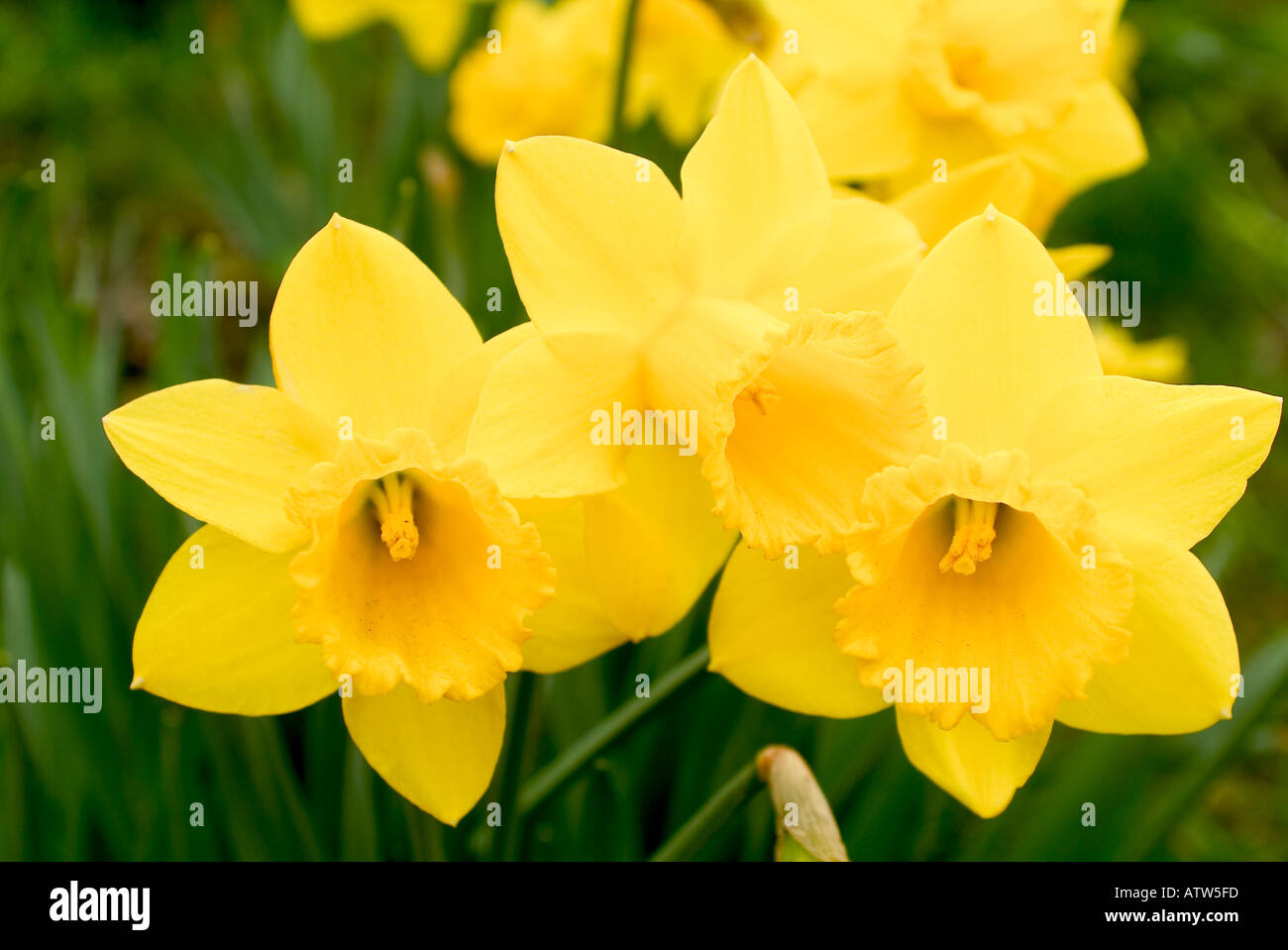 Daffodil thriving hi-res stock photography and images - Alamy
