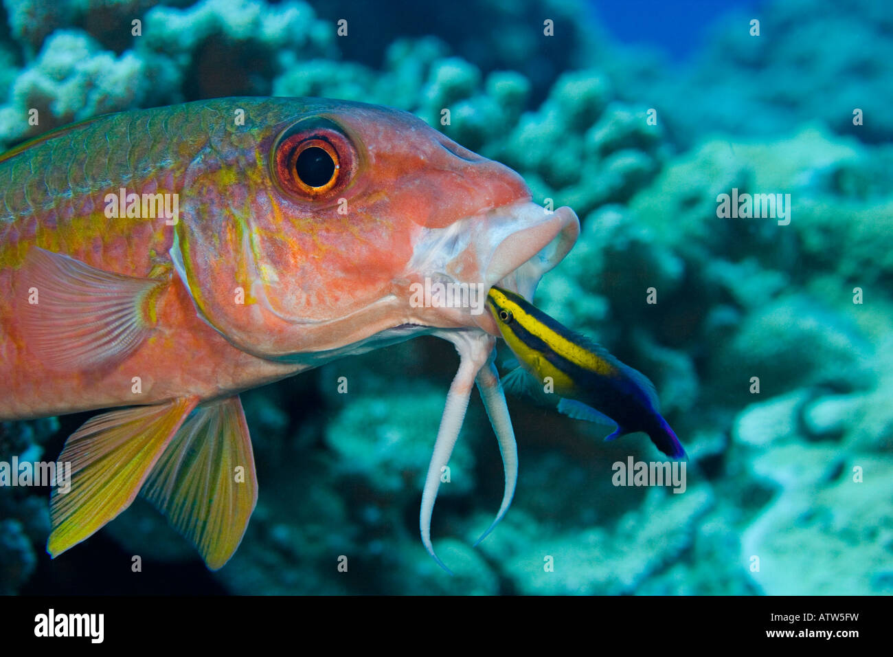 Yellowfin goatfish, and cleaner wrasse, Hawaii Stock Photo - Alamy