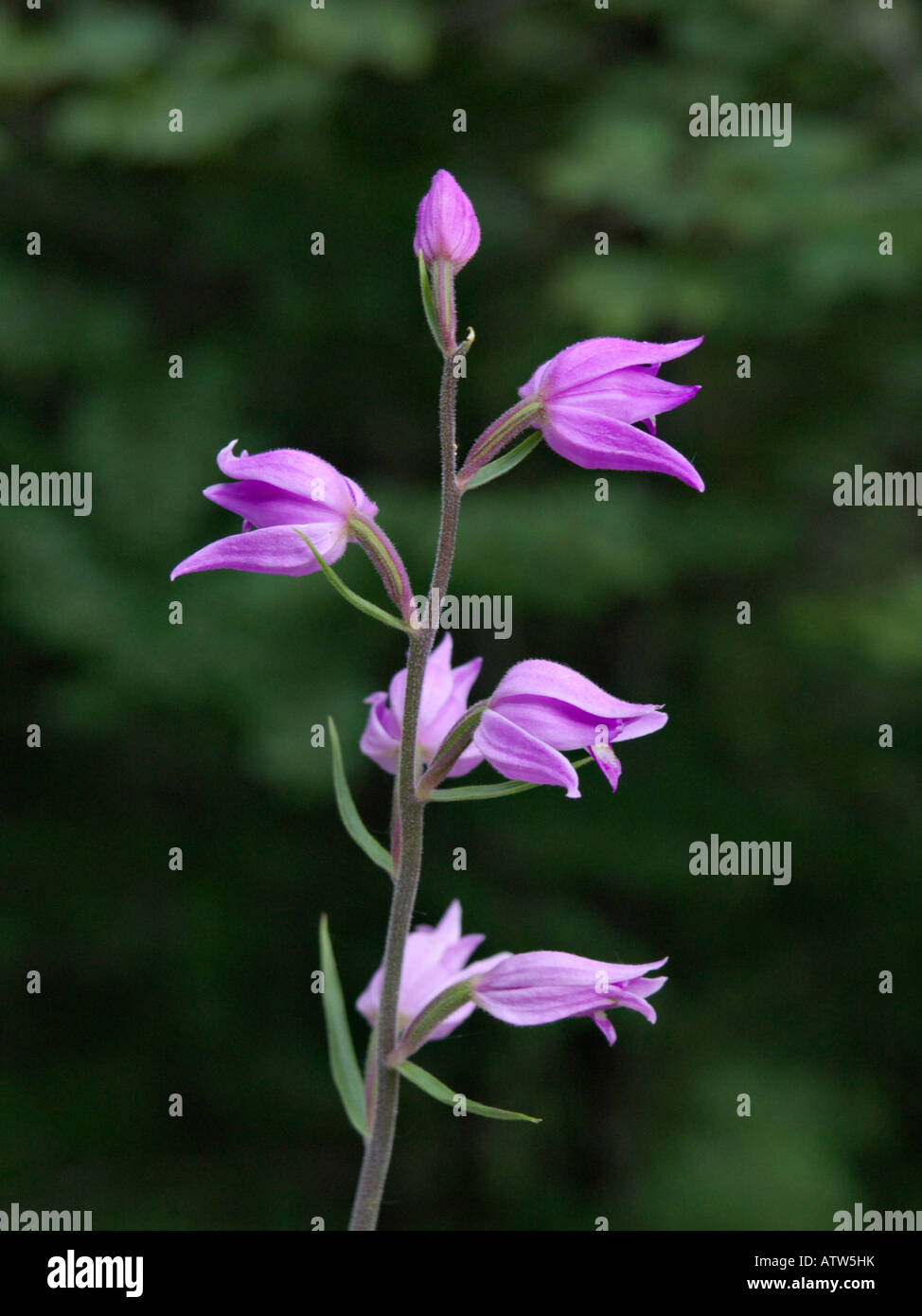 Red helleborine (Cephalanthera rubra Stock Photo - Alamy