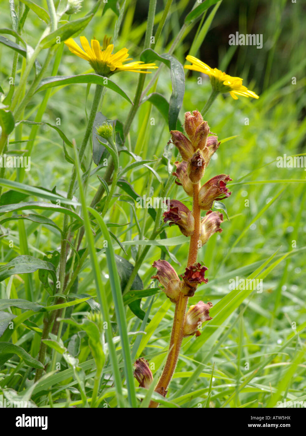 The broomrapes hi-res stock photography and images - Alamy