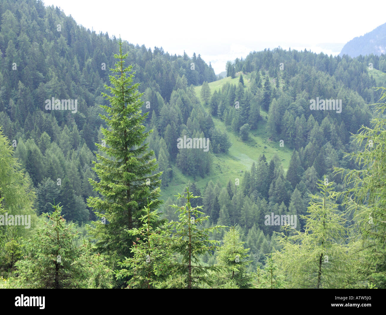 Common spruce (Picea abies Stock Photo - Alamy