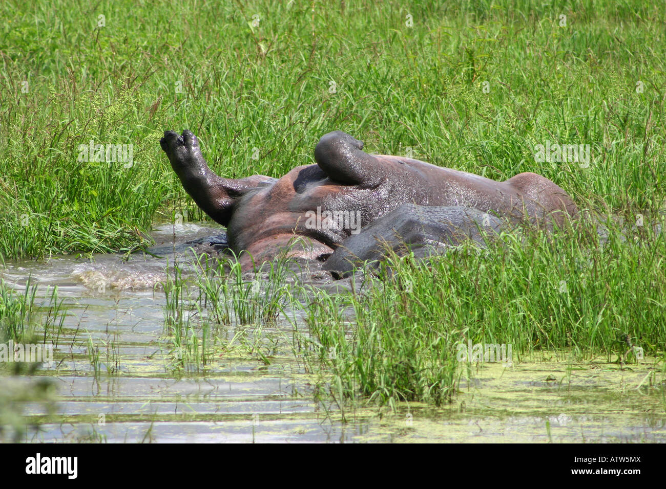 Hippo cow hi-res stock photography and images - Alamy