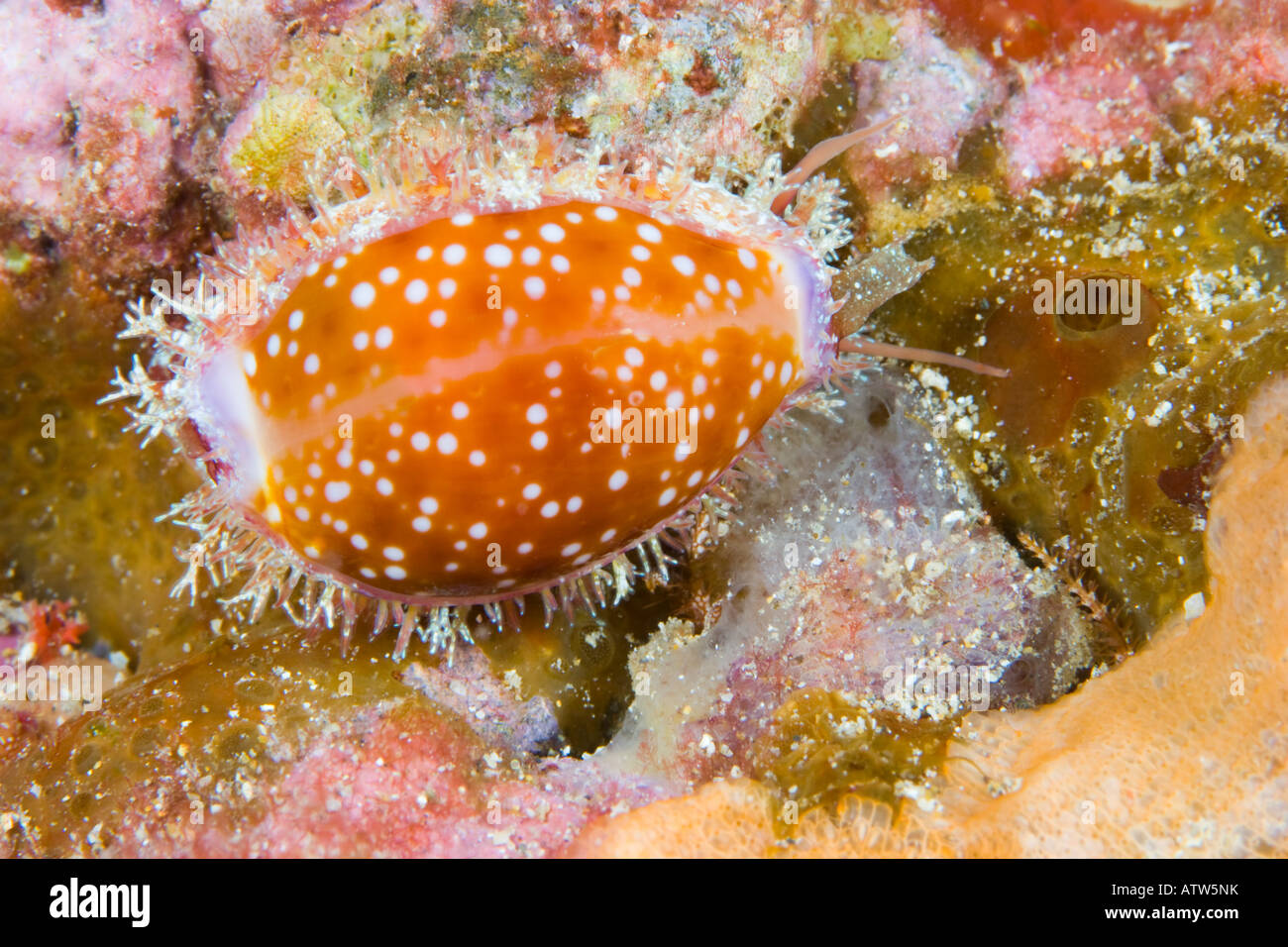 Erosaria helvola cowry Natural small sea shells Golden honey cowrie ...