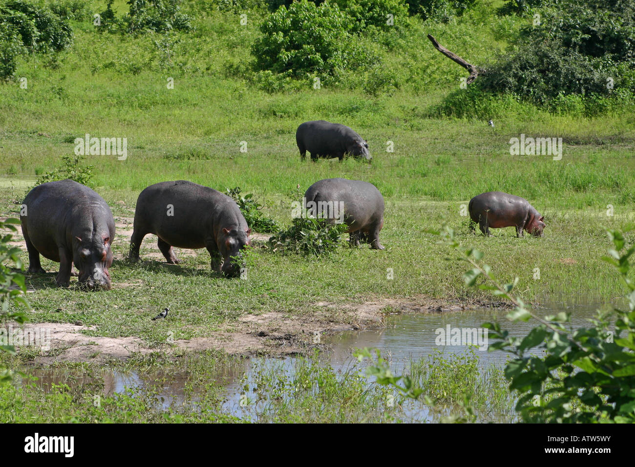 Family of Hippopotamuses Stock Photo - Alamy