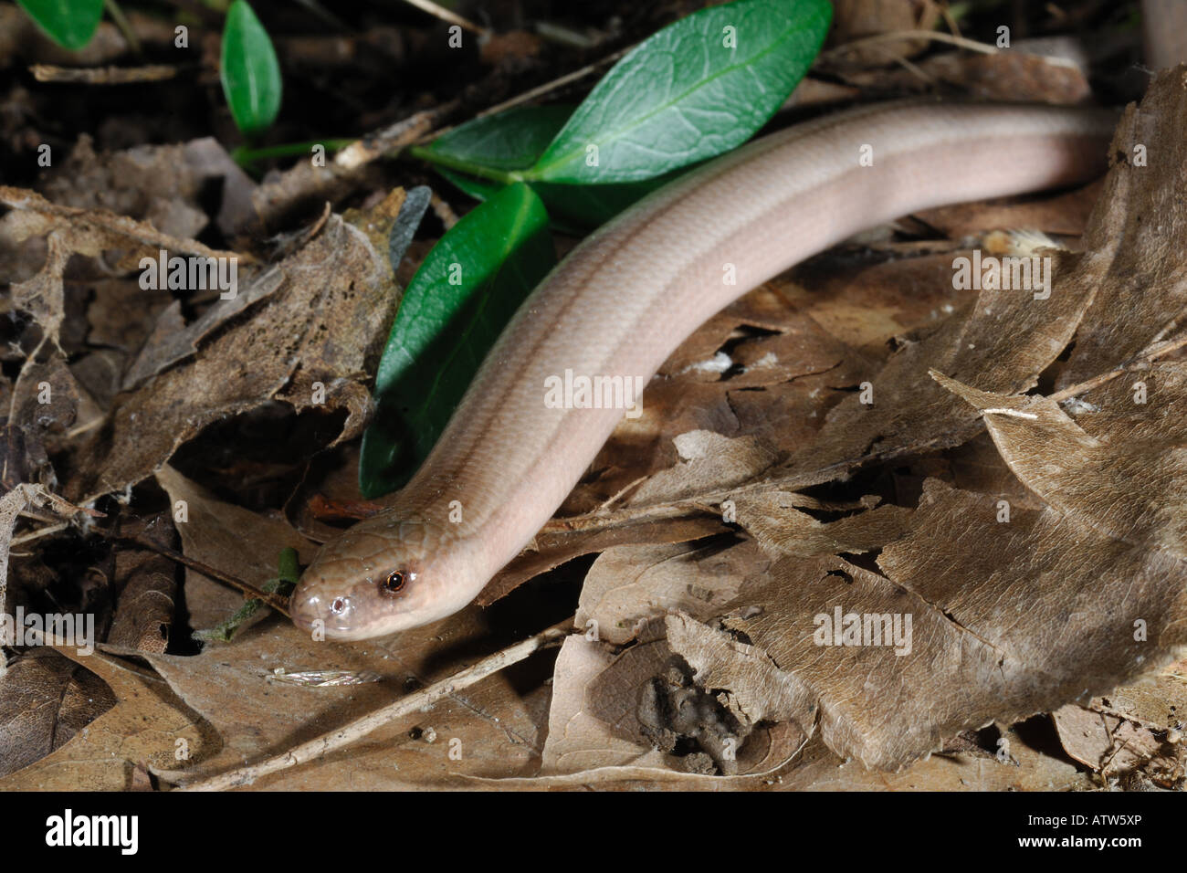 Anguis fragilis orbettino Blindschleiche slow worm anguidae reptile ...