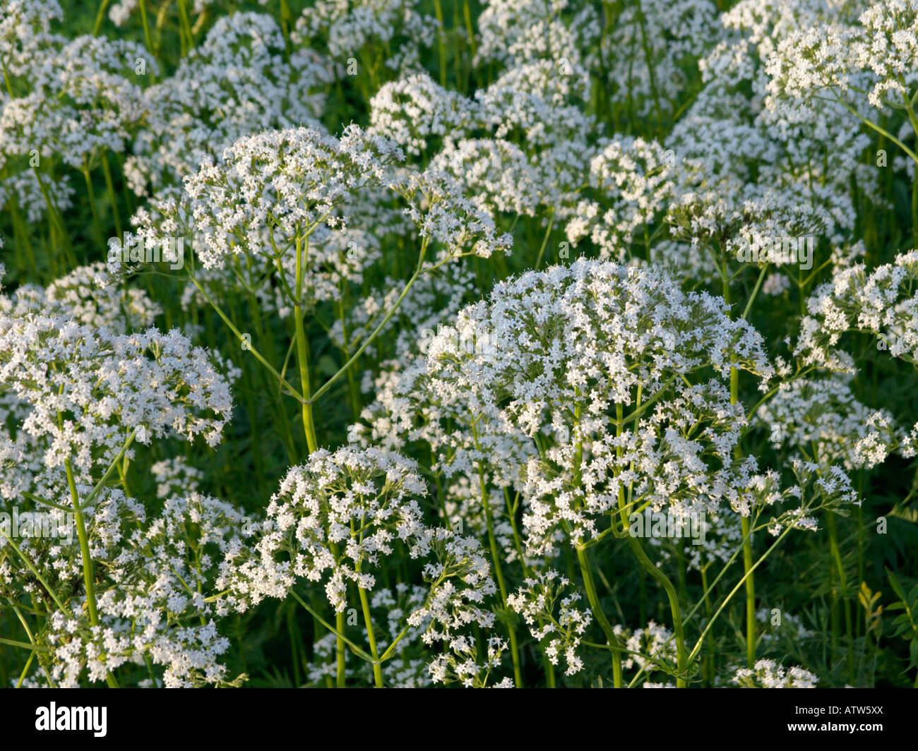 Common valerian (Valeriana officinalis Stock Photo - Alamy