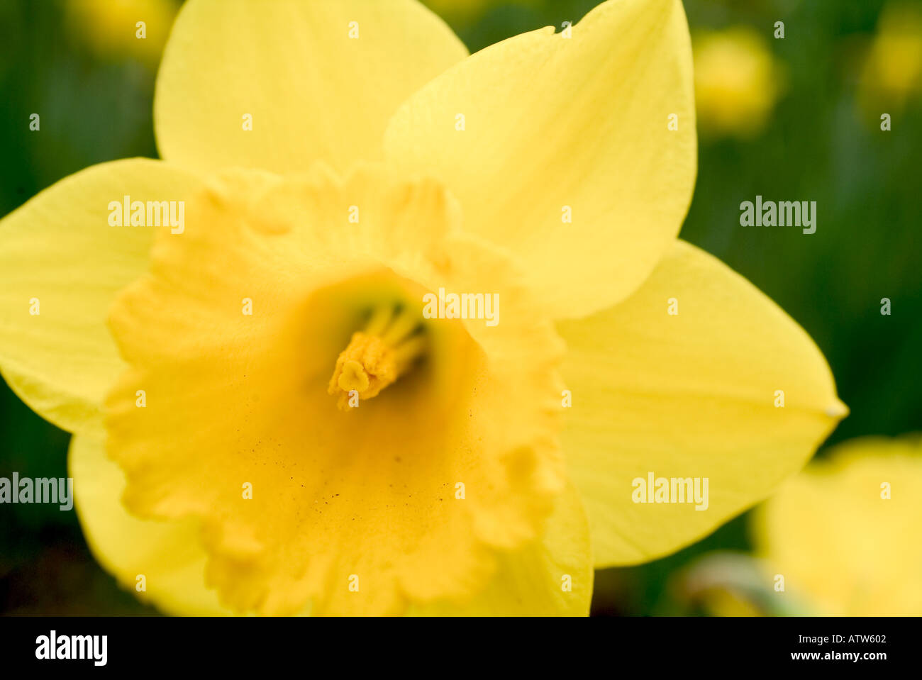 Daffodil thriving hi-res stock photography and images - Alamy