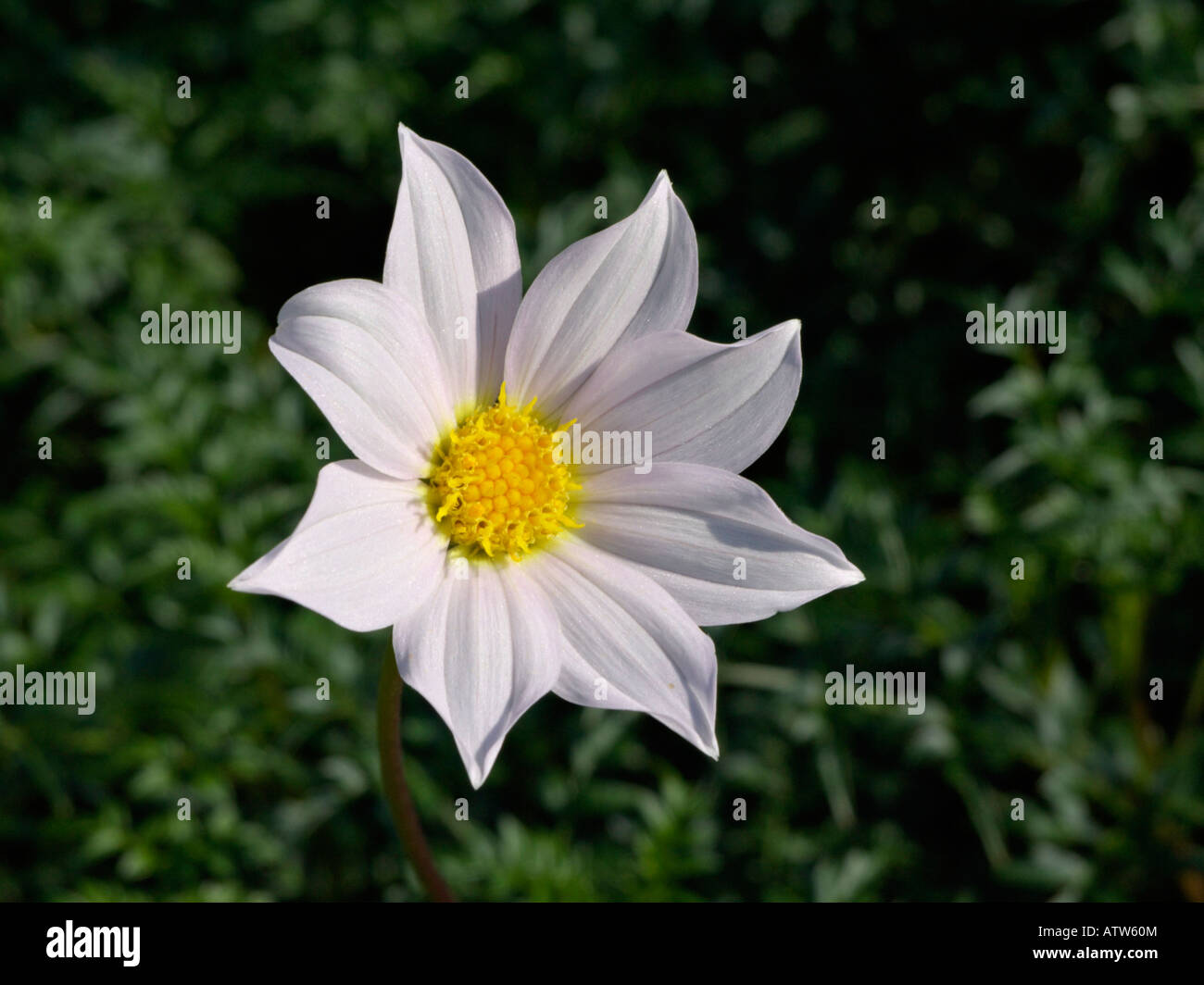 Dissected dahlia (Dahlia dissecta Stock Photo - Alamy